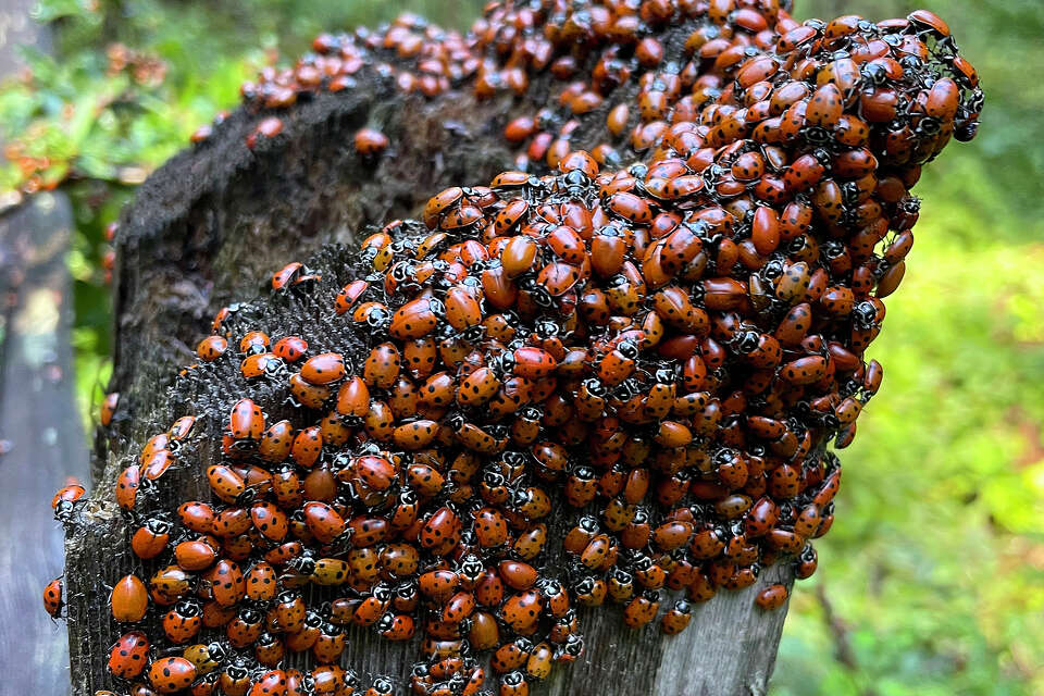 Ladybugs descend on Bay Area park, and it's bizarre and magical