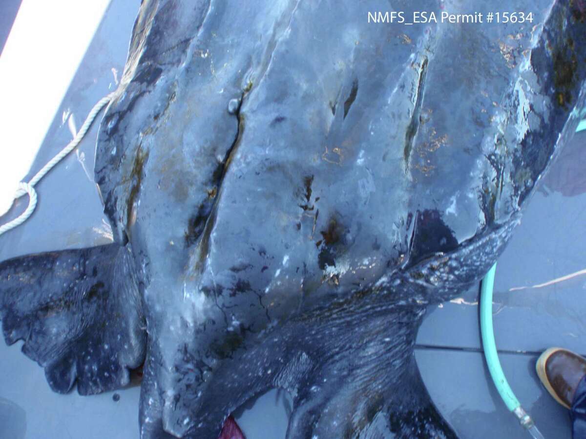 Researchers encountered a 1,419-pound leatherback sea turtle off ...
