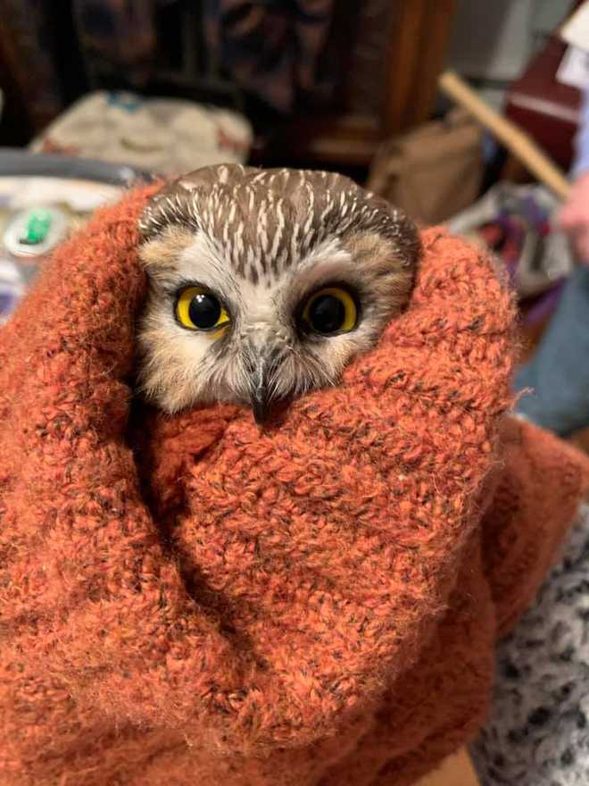 Rocky the owl inspires children’s book about his journey in the ...