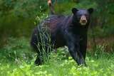 CT blacks bears are quickly increasing in towns big and small