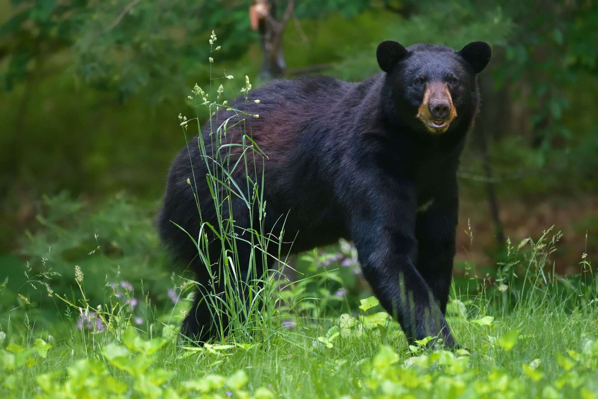 CT blacks bears are quickly increasing in towns big and small