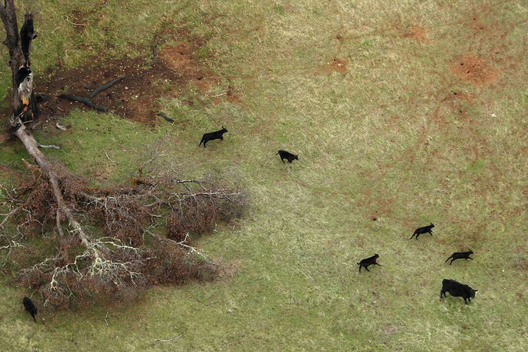 ‘A spectacular landscape’ — California ranch of late finance giant Dean ...