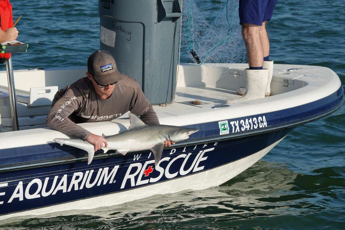 The Corpus Christi Bay is a thriving shark nursing ground, TAMUCC ...
