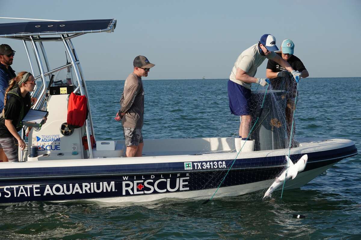 The Corpus Christi Bay is a thriving shark nursing ground, TAMUCC ...