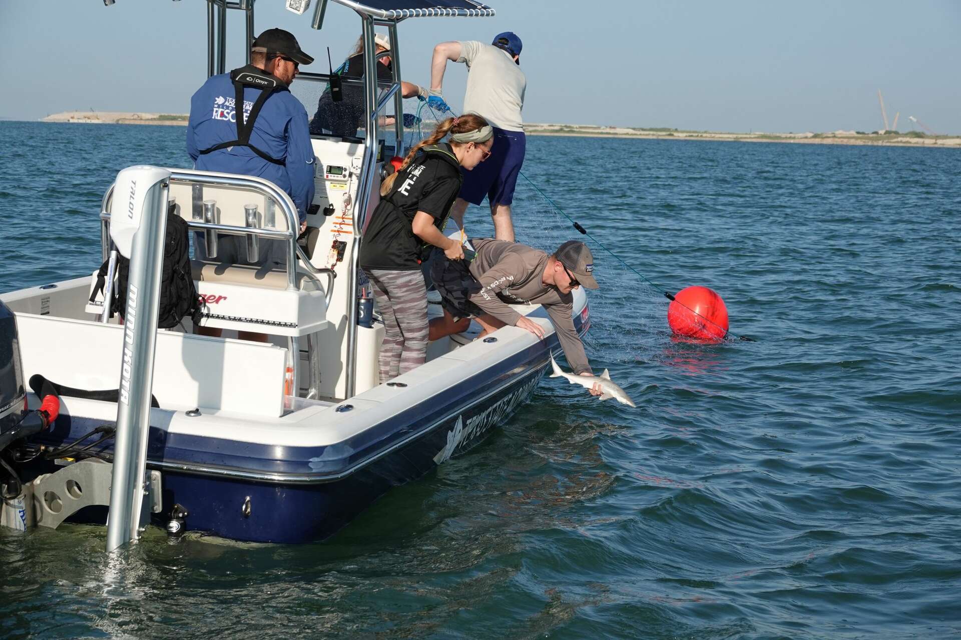 The Corpus Christi Bay is a thriving shark nursing ground, TAMUCC ...