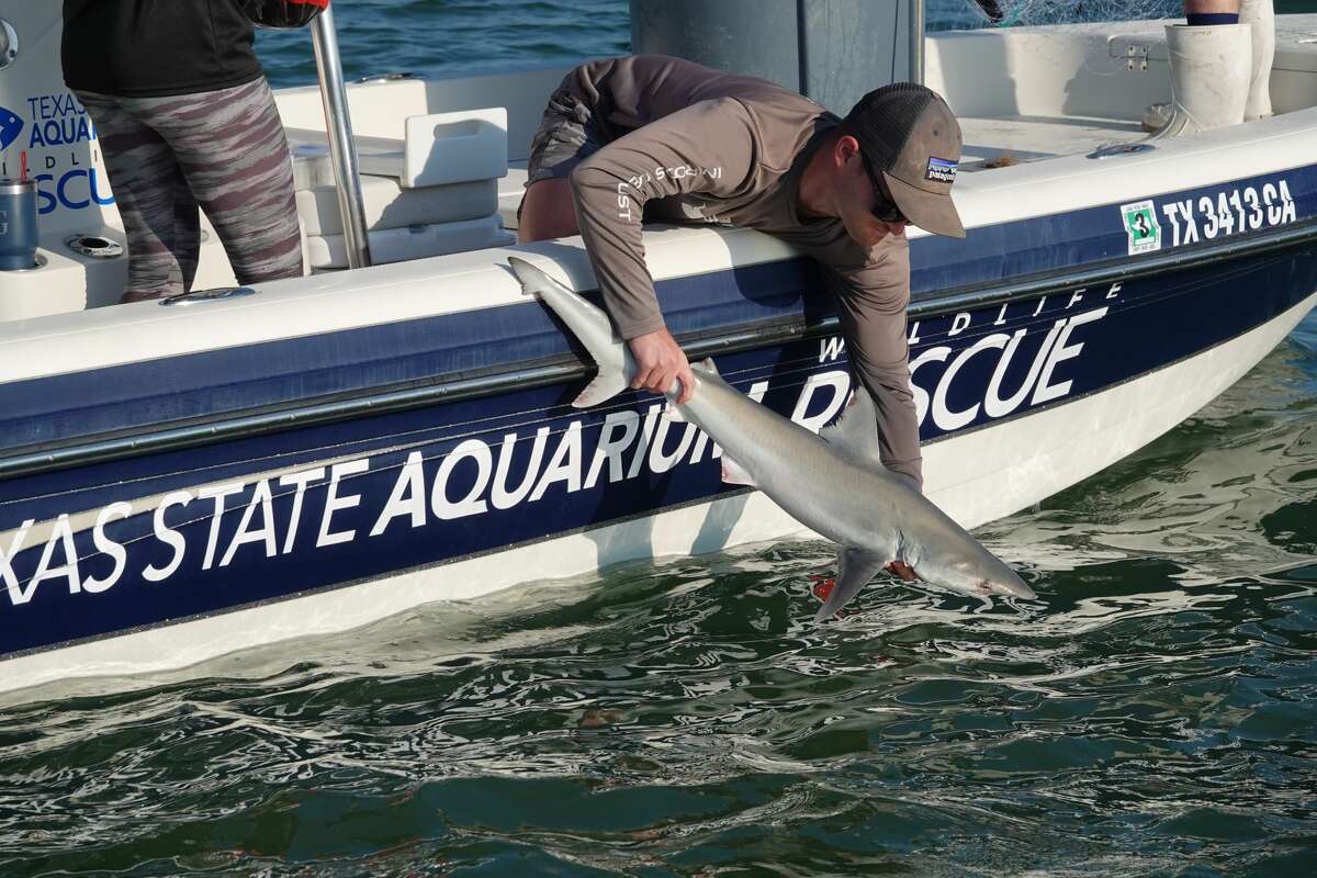 The Corpus Christi Bay is a thriving shark nursing ground, TAMUCC ...