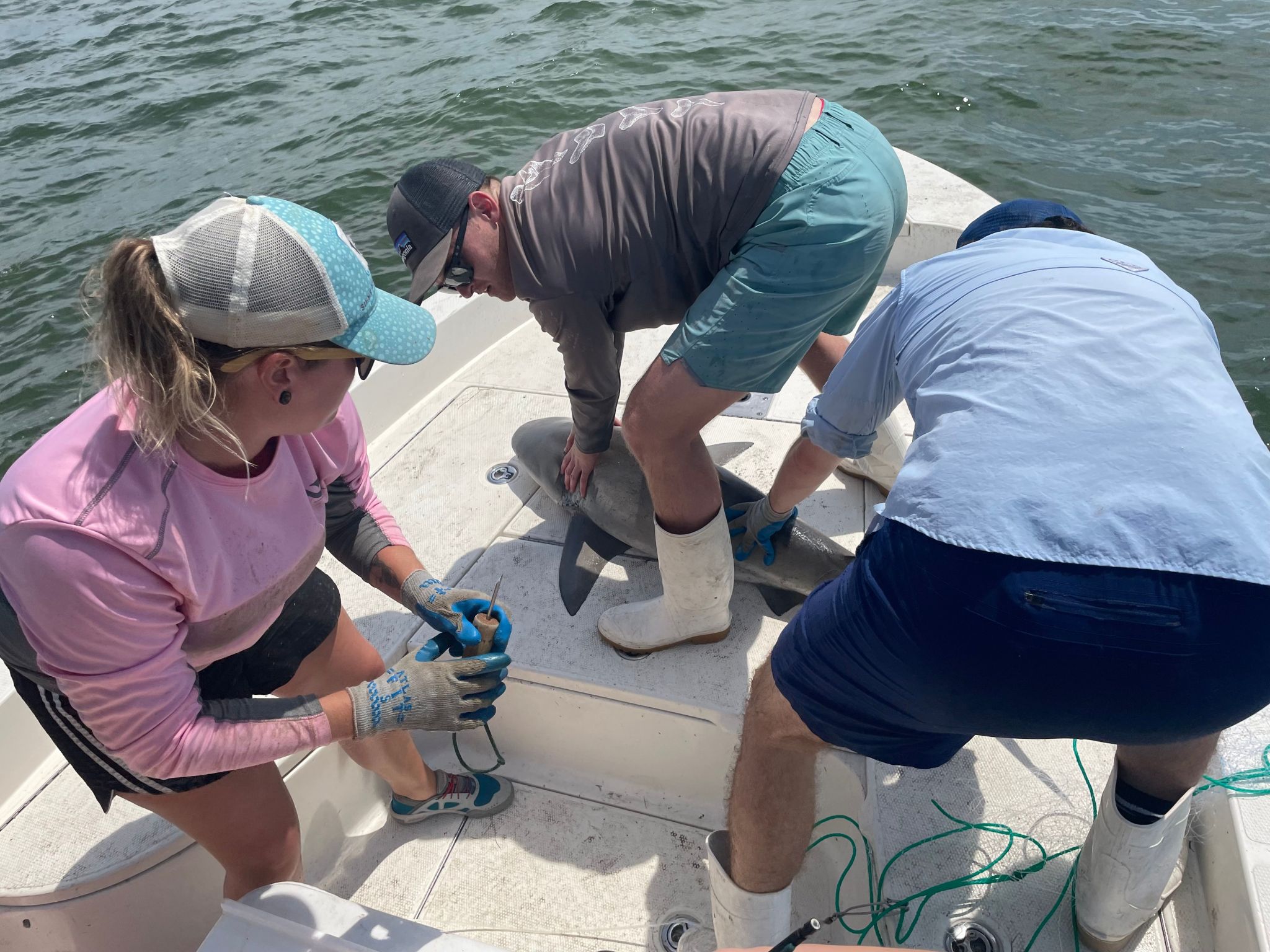 The Corpus Christi Bay is a thriving shark nursing ground, TAMUCC ...