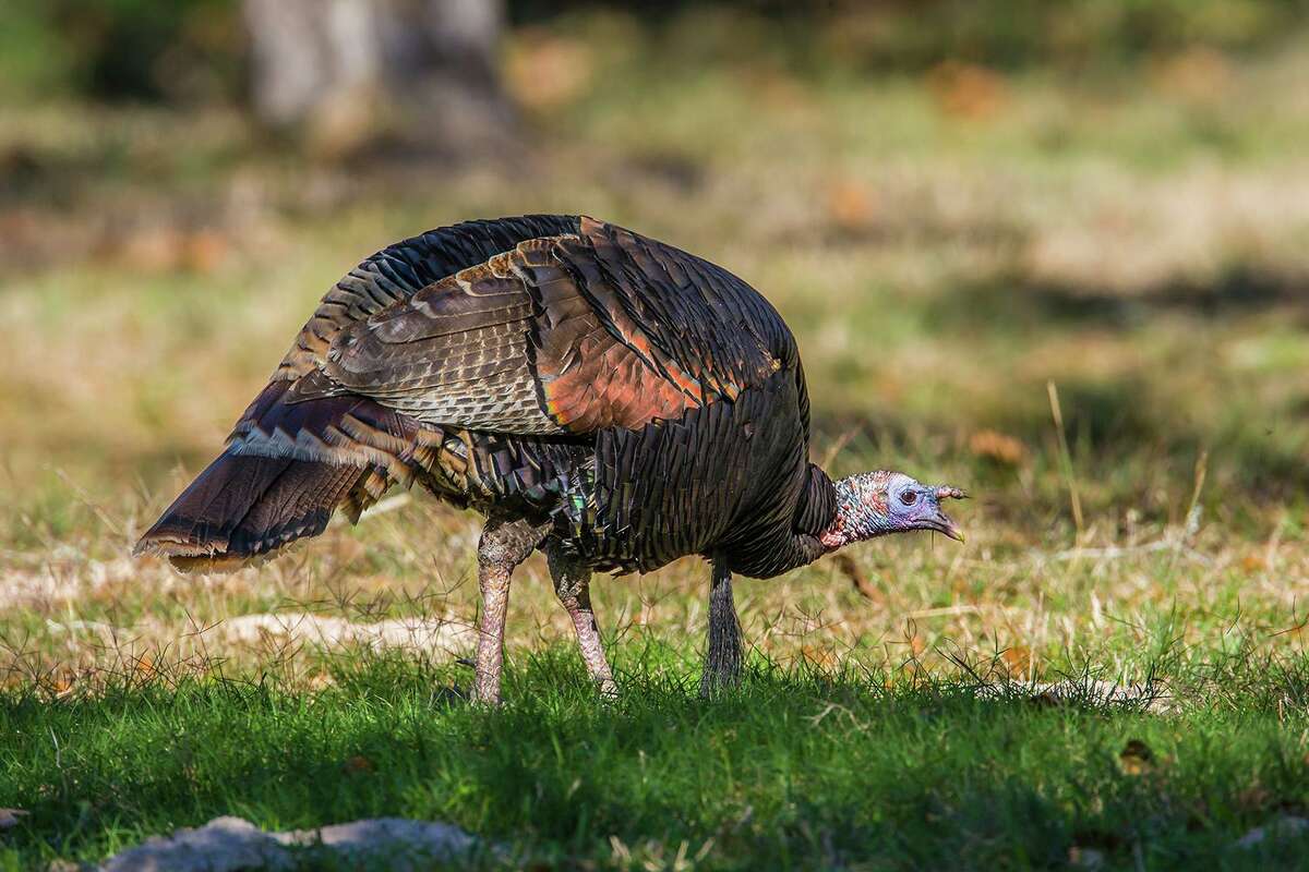 Beginning with Native Americans, wild turkeys are as American as ...