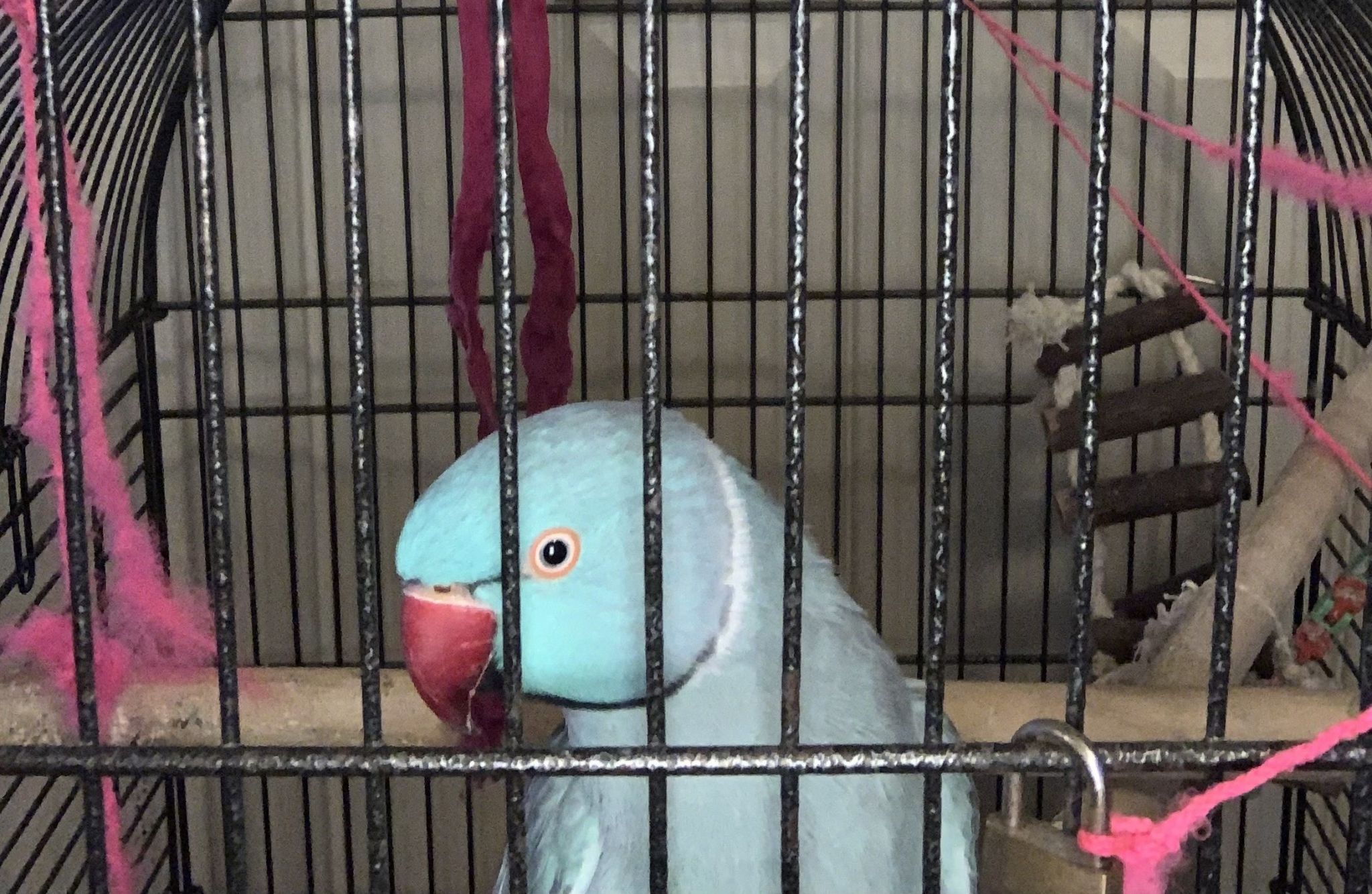 Texas parrot who escaped cage at Cracker Barrel still on the lam