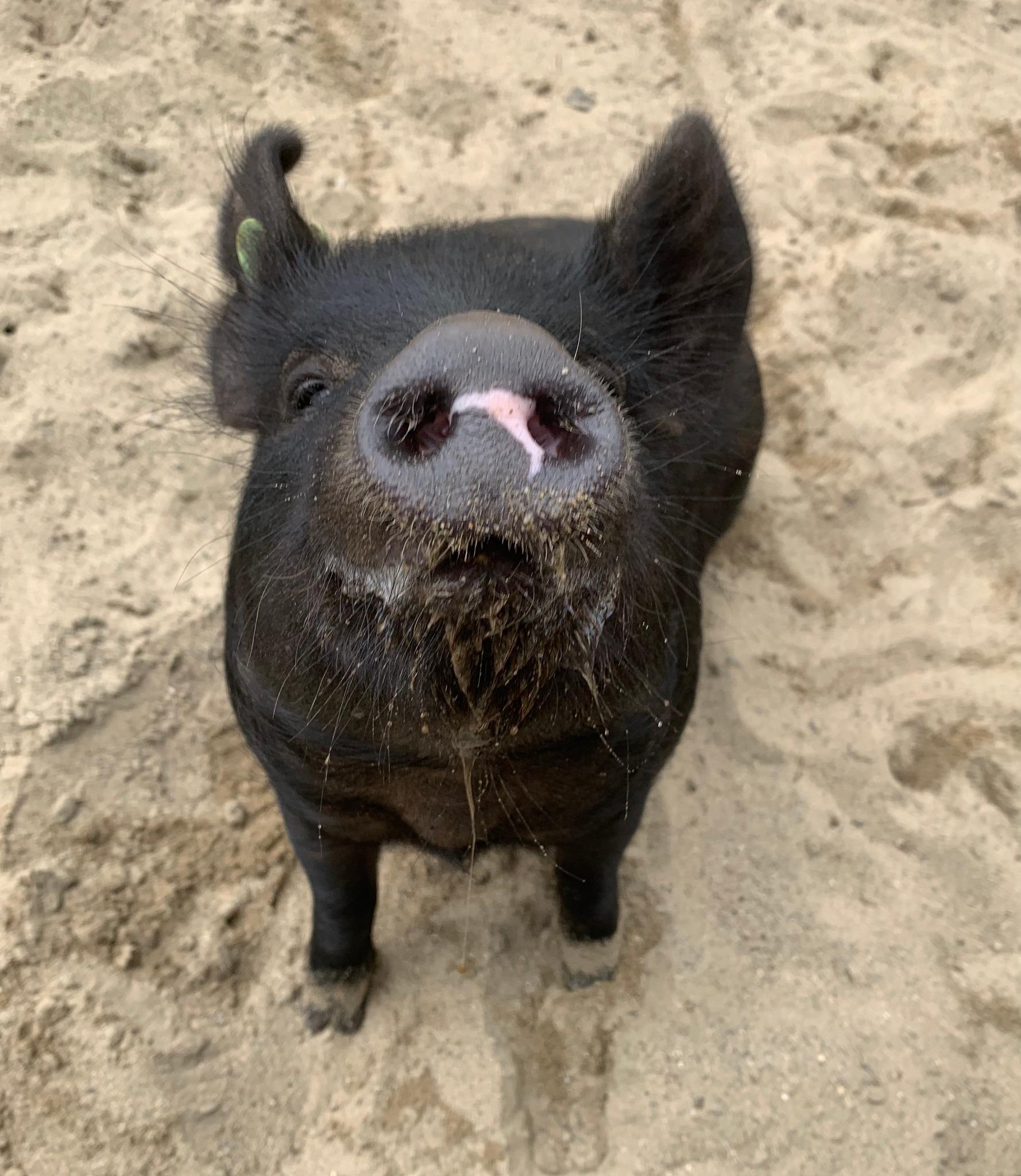 Harry the hog is Beardsley Zoo’s newest mayor