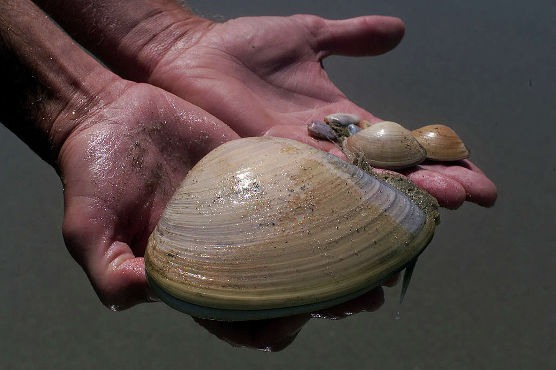 Scientists unsure why clams are surfacing on Pismo Beach