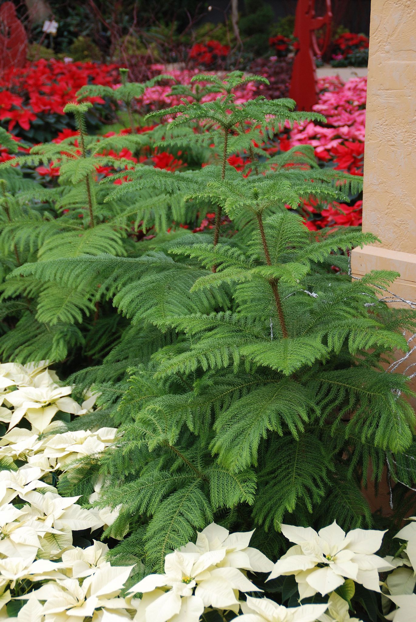 Tips to grow your own 'living' Christmas tree