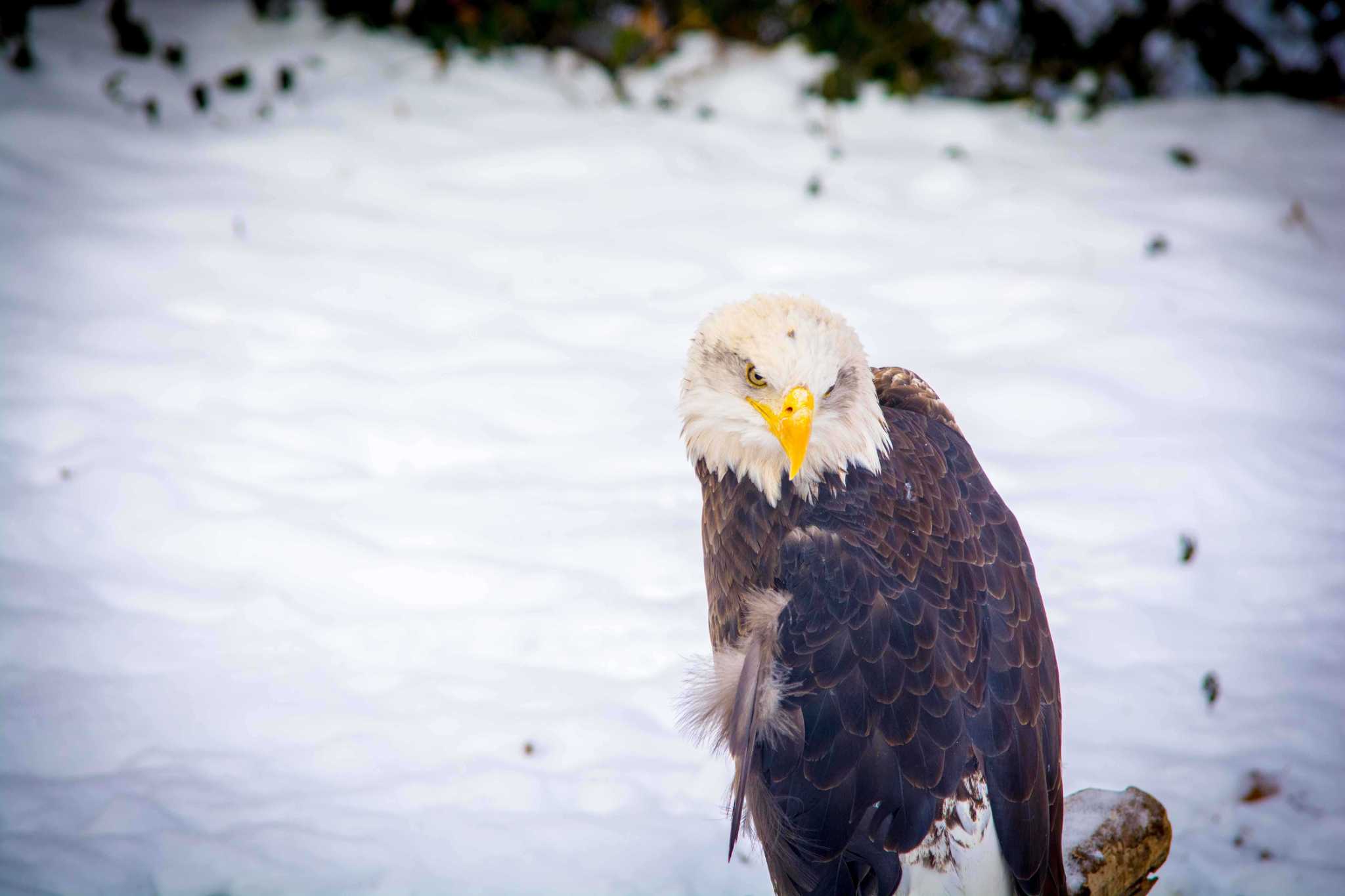 Bald eagle with one wing who has been at a Kentucky zoo since 1985 dies