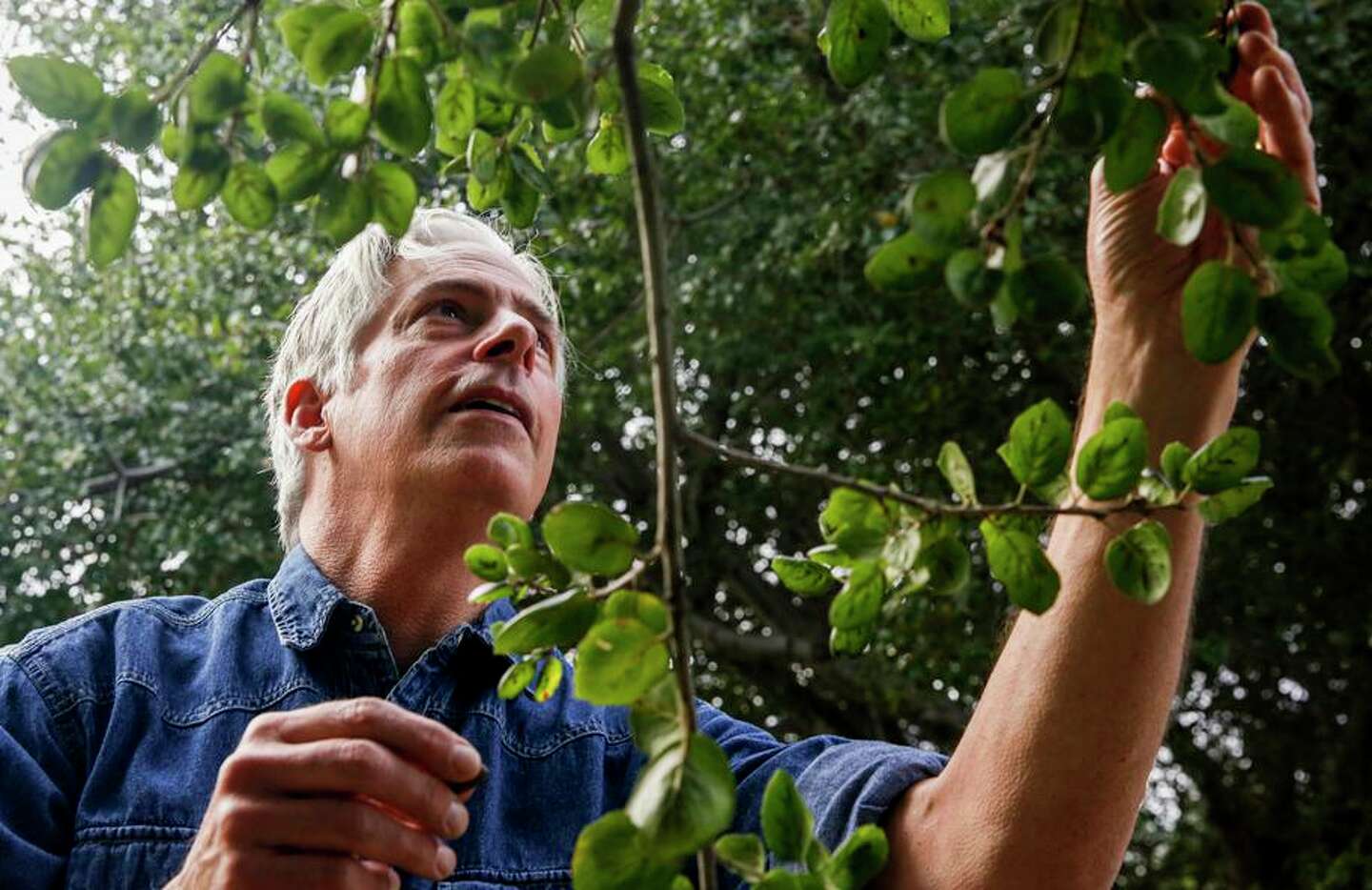 Oakland’s oaks are largely gone. He’s leading the fight to protect the ...