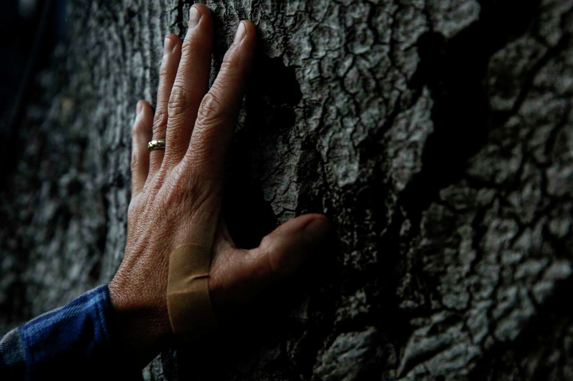 Oakland’s oaks are largely gone. He’s leading the fight to protect the ...