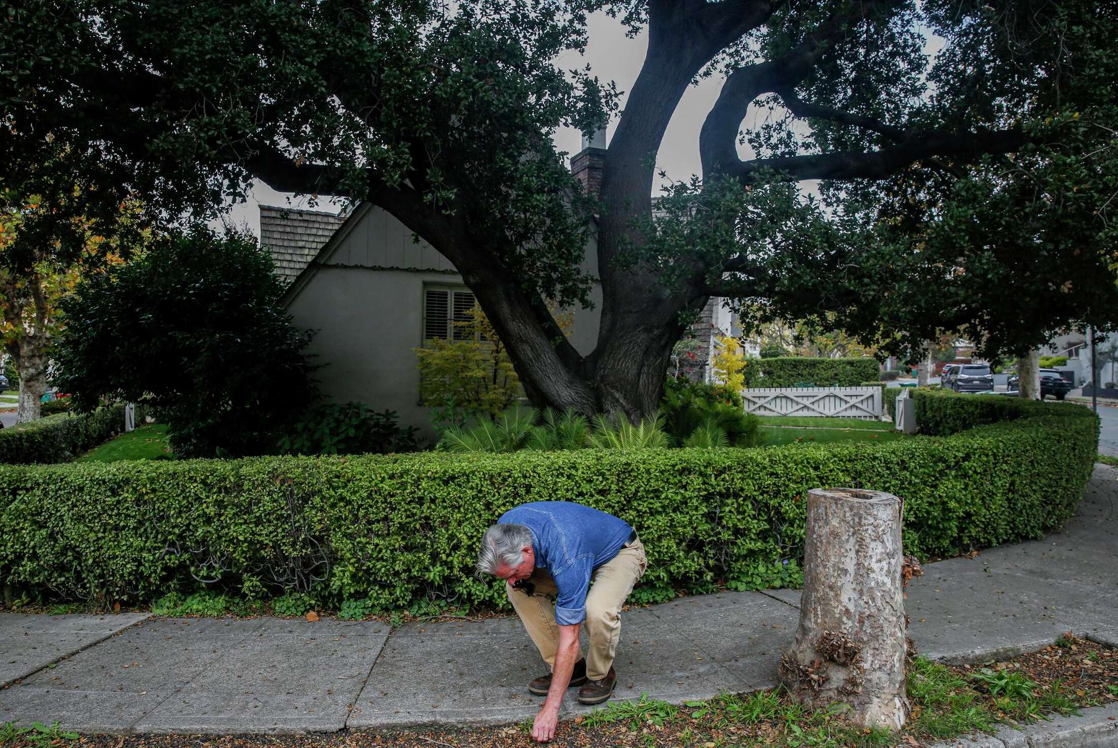 Oakland’s oaks are largely gone. He’s leading the fight to protect the ...