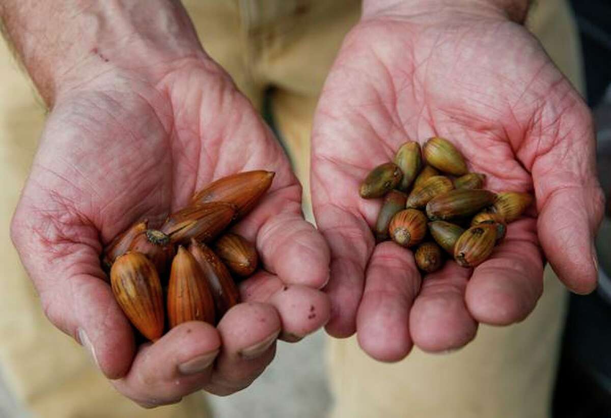 Oakland’s oaks are largely gone. He’s leading the fight to protect the ...