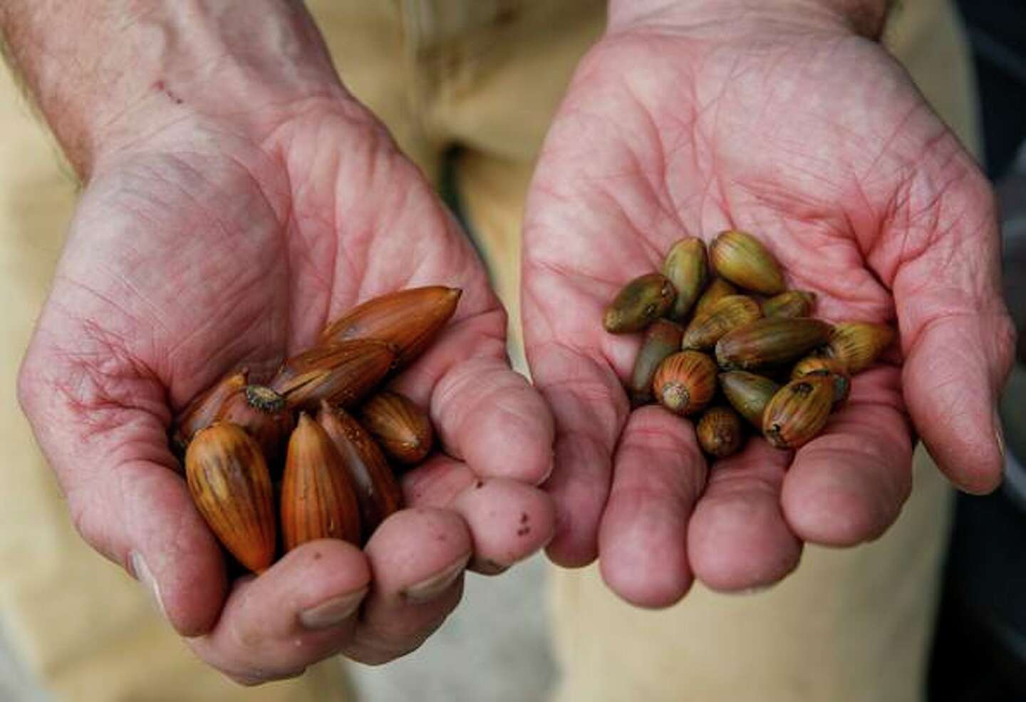 Oakland’s oaks are largely gone. He’s leading the fight to protect the ...