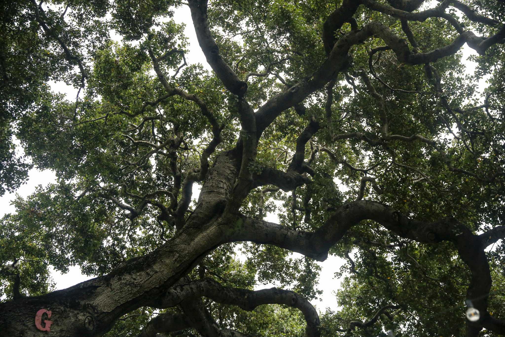 Oakland’s oaks are largely gone. He’s leading the fight to protect the ...