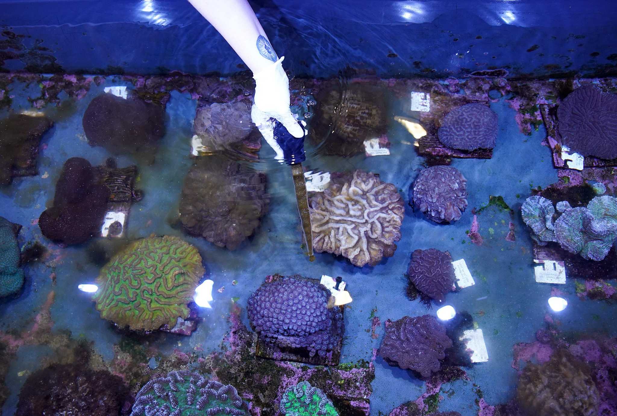 Opinion: Hooray for the focus on our sick coral reefs