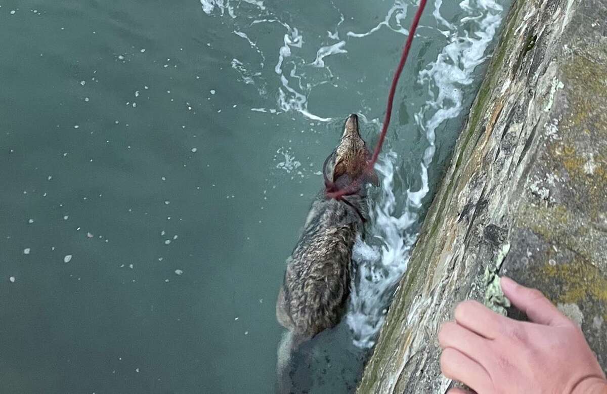 Rescued coyote treated, released back into wild