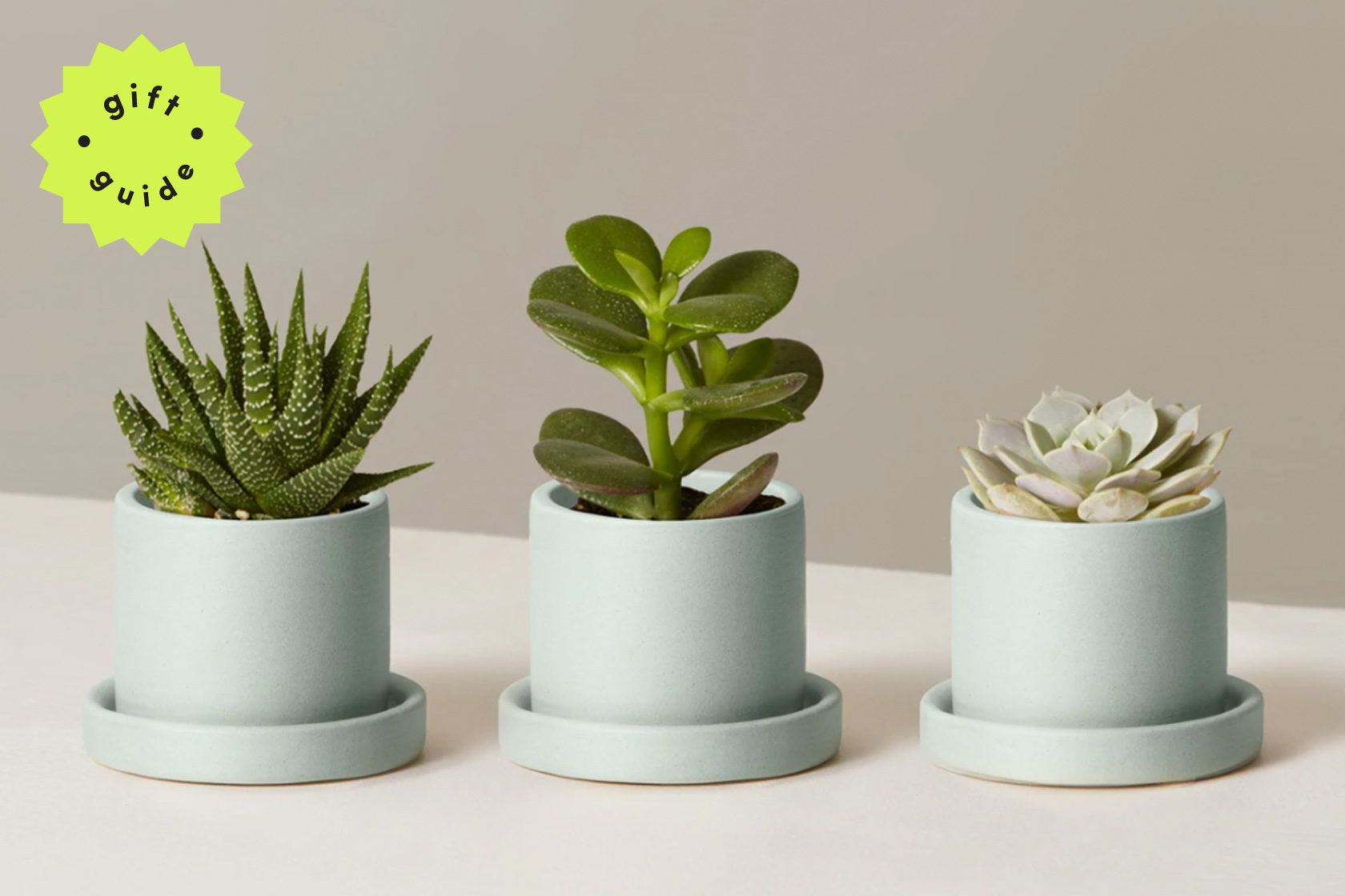 The best succulents to gift this holiday season