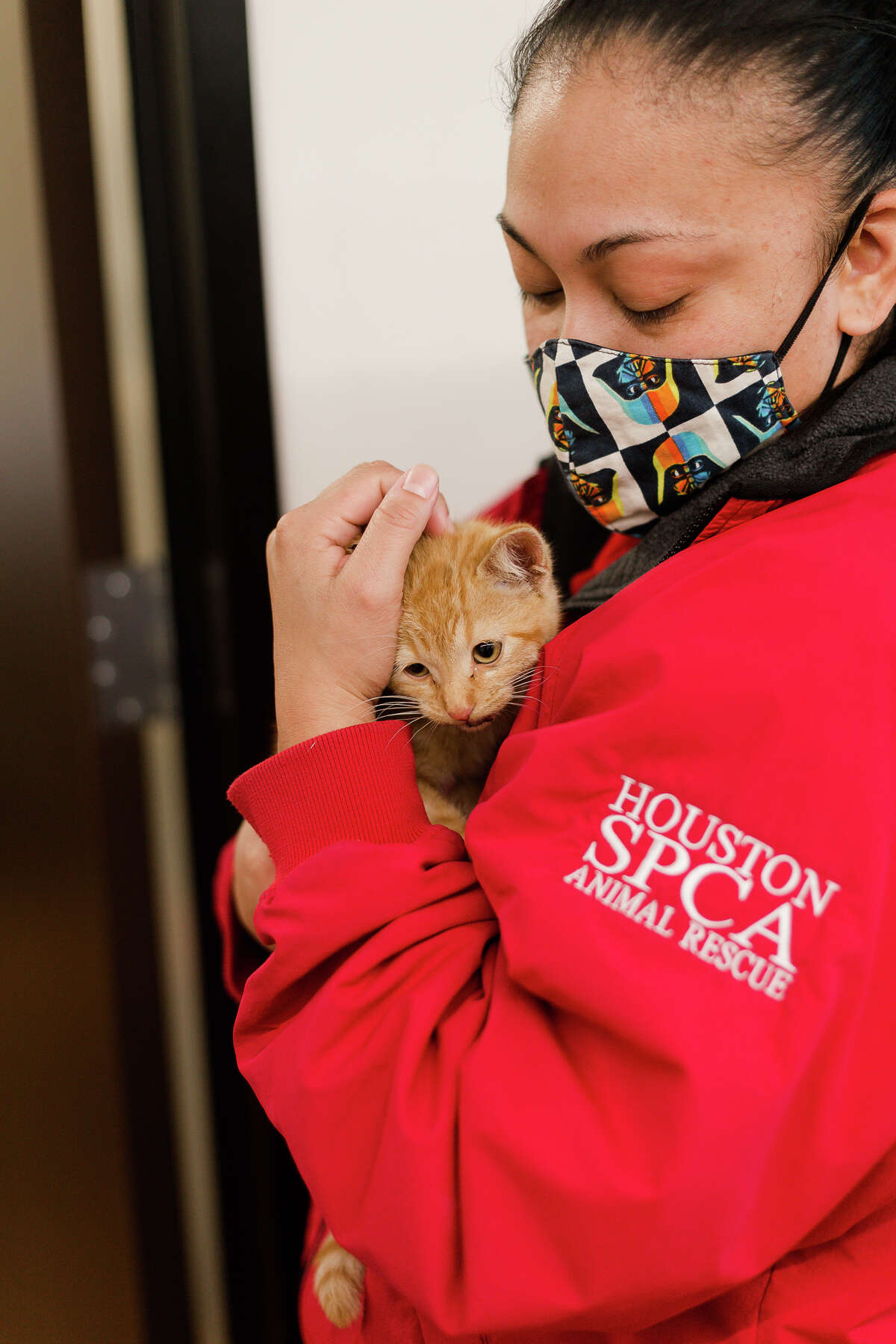 Houston rescuers spend 6 hours retrieving trapped kitten from freeway ...