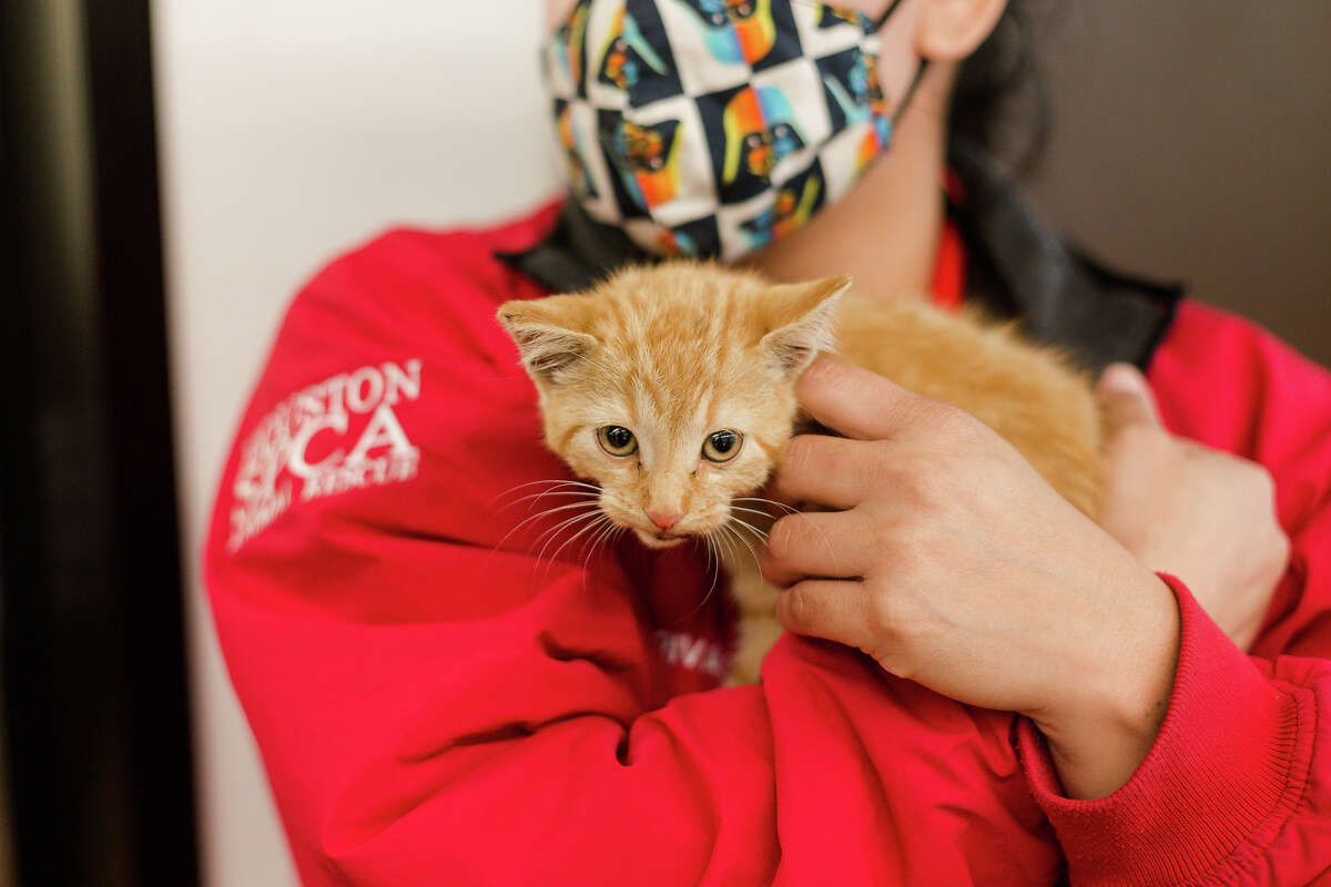 Houston rescuers spend 6 hours retrieving trapped kitten from freeway ...