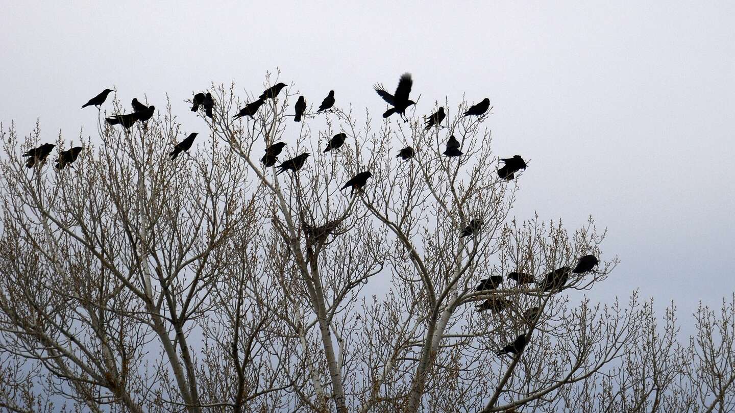 Here's why there are so many crows in the Bay Area right now