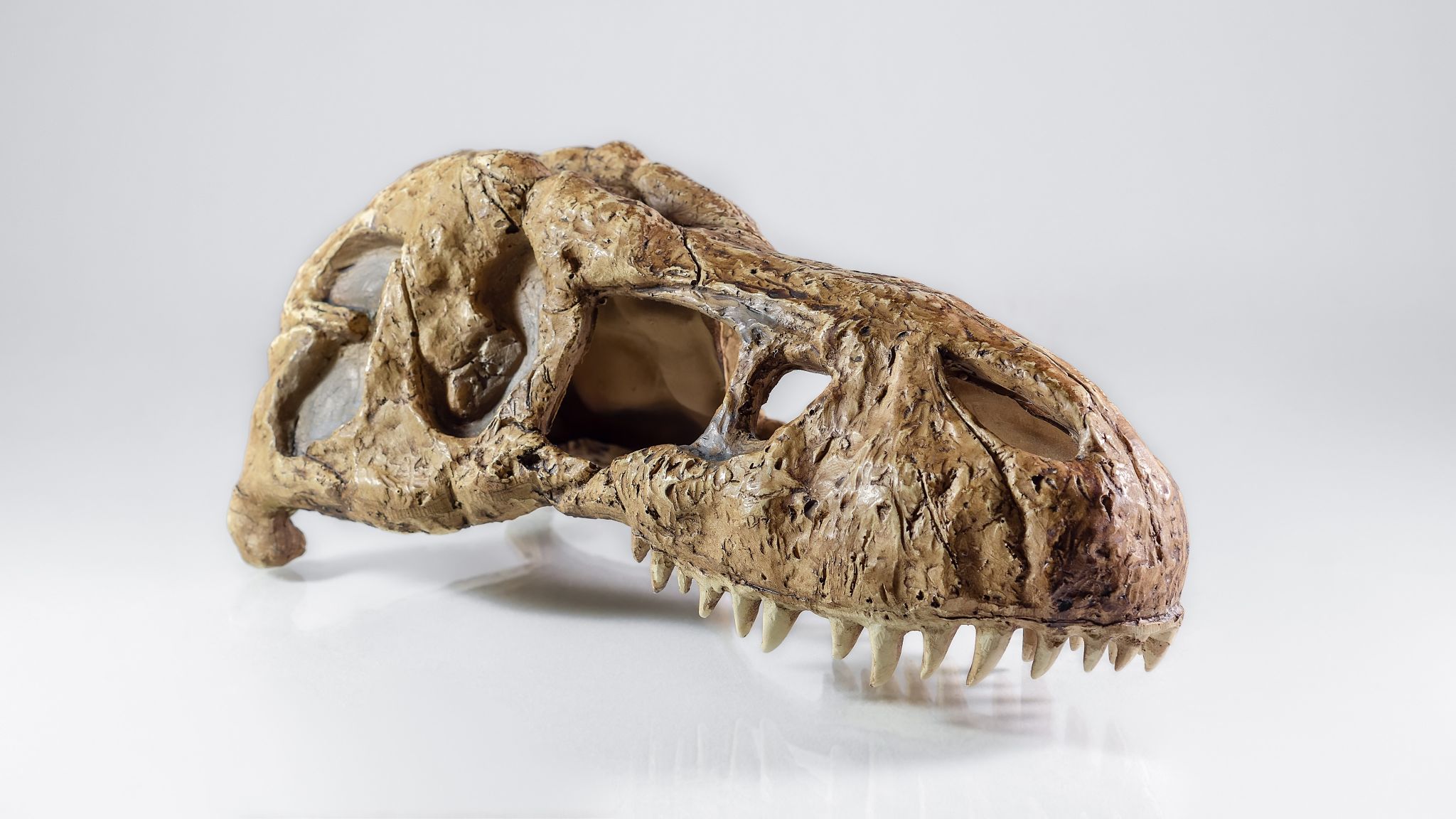 Bone disease uncovered in the jaw of a T. rex thanks to new CT scan