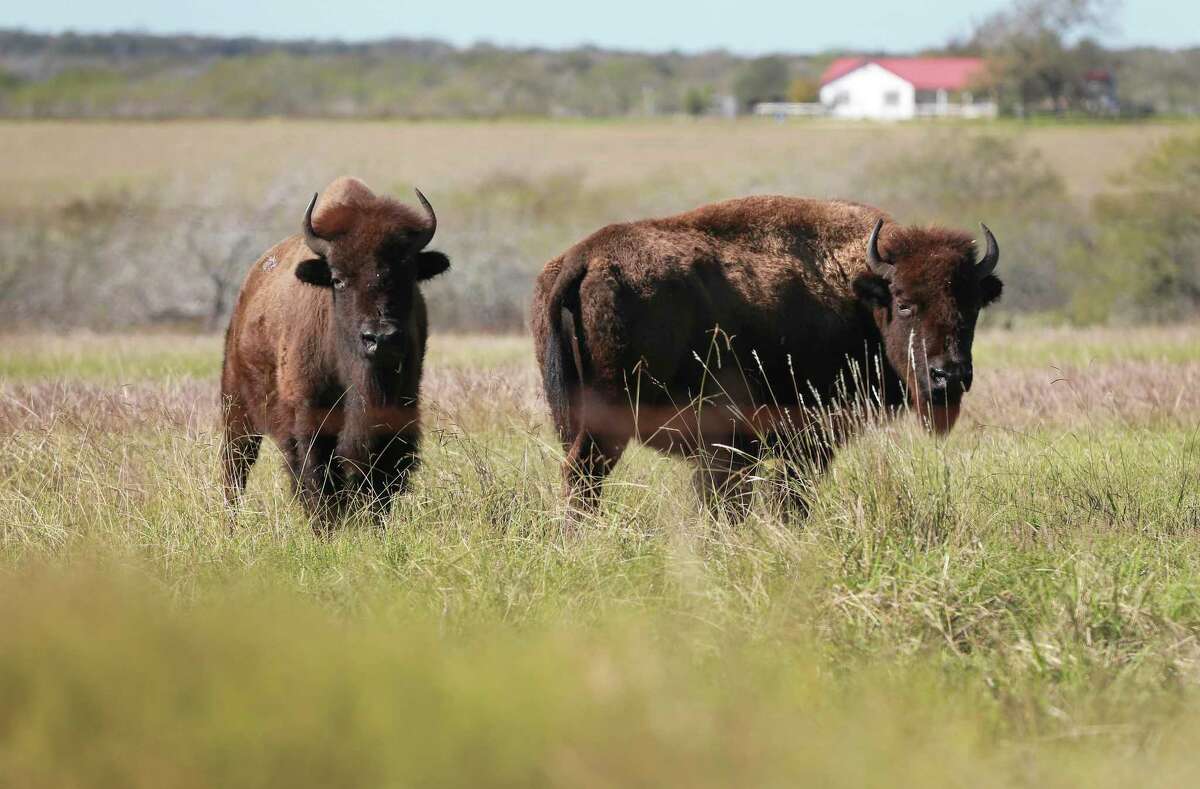 After over century, first herd of buffalo return to native lands of ...