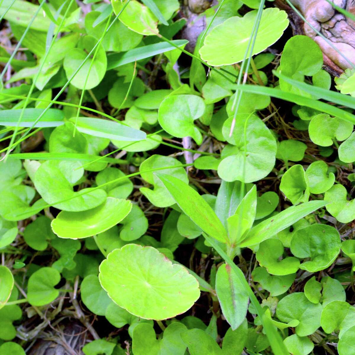 Dollarweed a hard-to-kill, lawn-invading weed that’s often misidentified