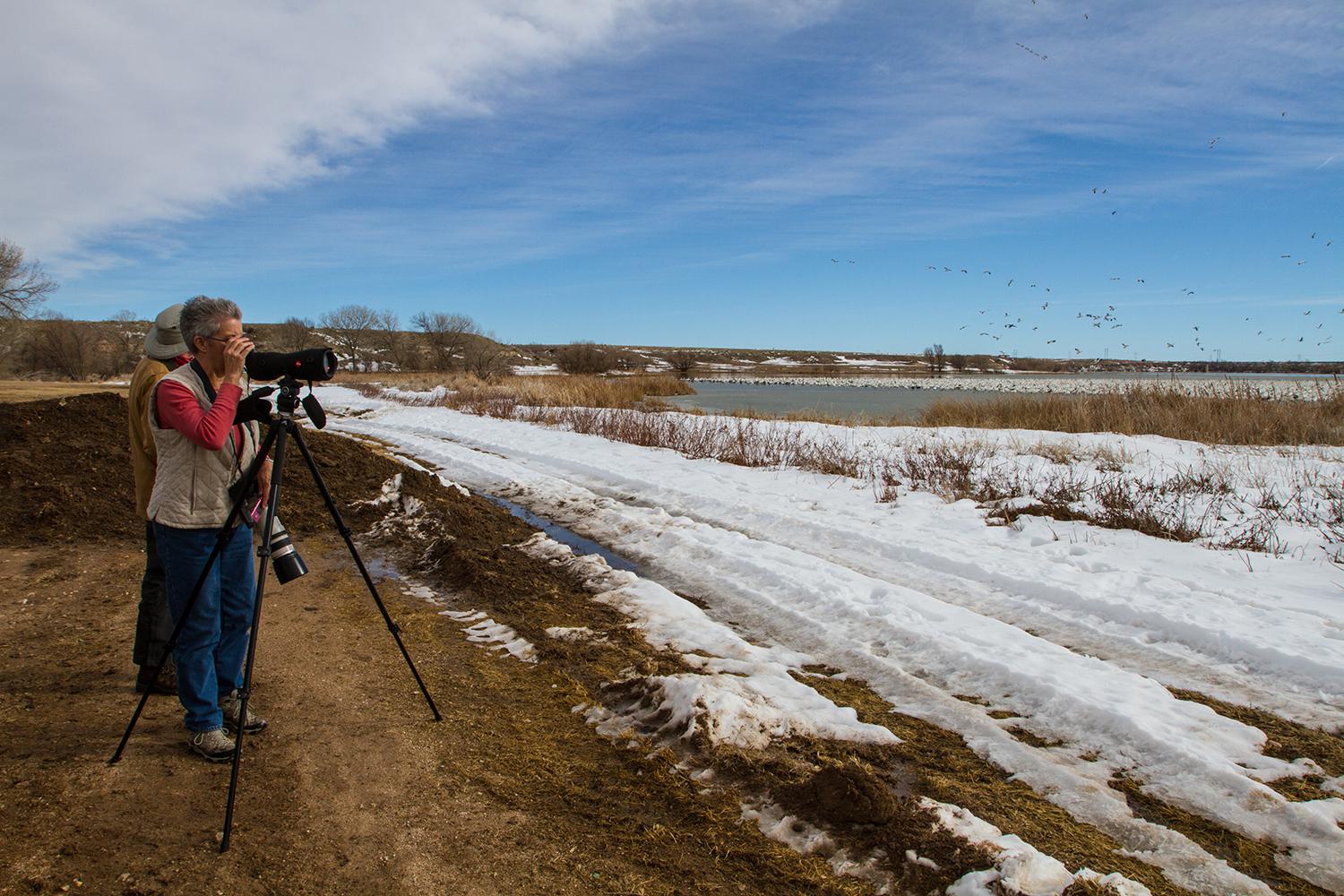 Here's how you can join the Christmas Bird Count to aid conservation