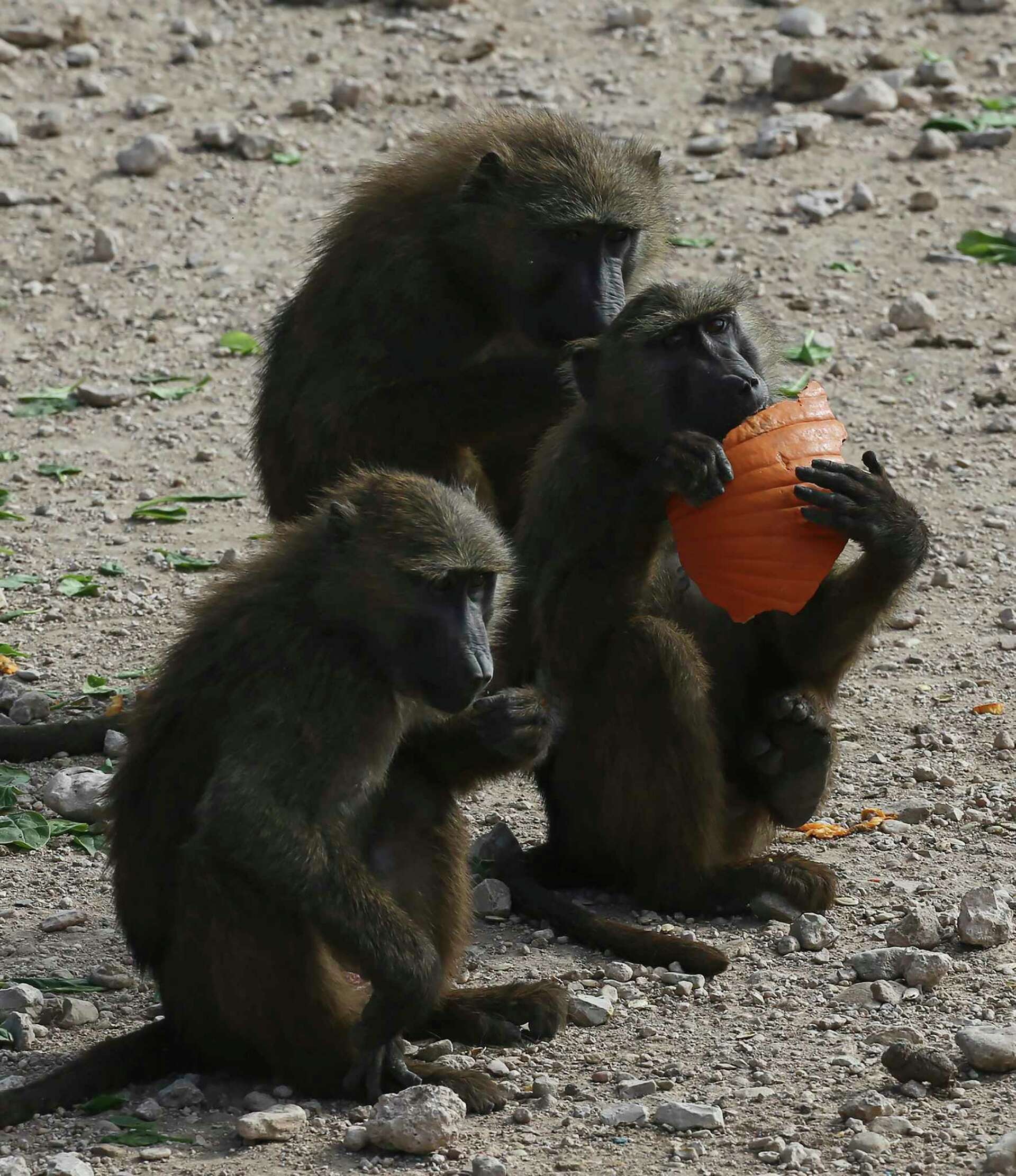 ‘We need to breed more monkeys’: Texas Biomed’s new animal care complex ...