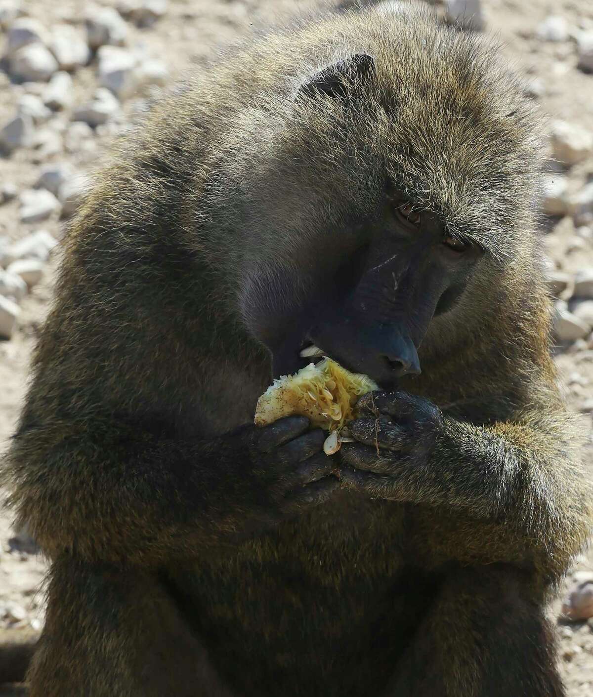 ‘We need to breed more monkeys’: Texas Biomed’s new animal care complex ...