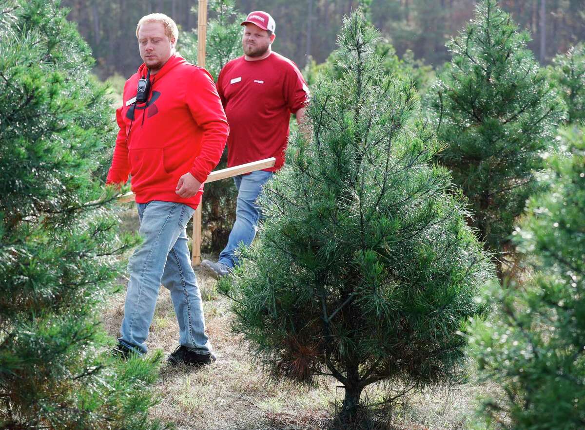 After move to country, Conroe couple opens new Christmas tree farm