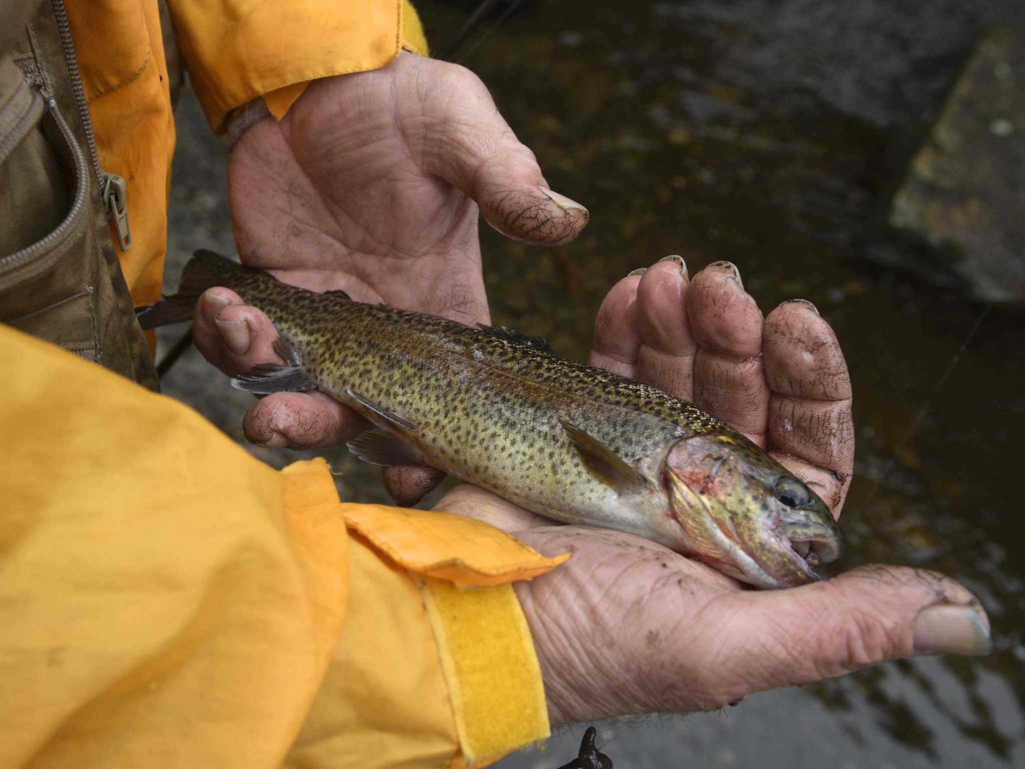 CT Fish and Wildlife forced to stock 12,000 rainbow trout statewide