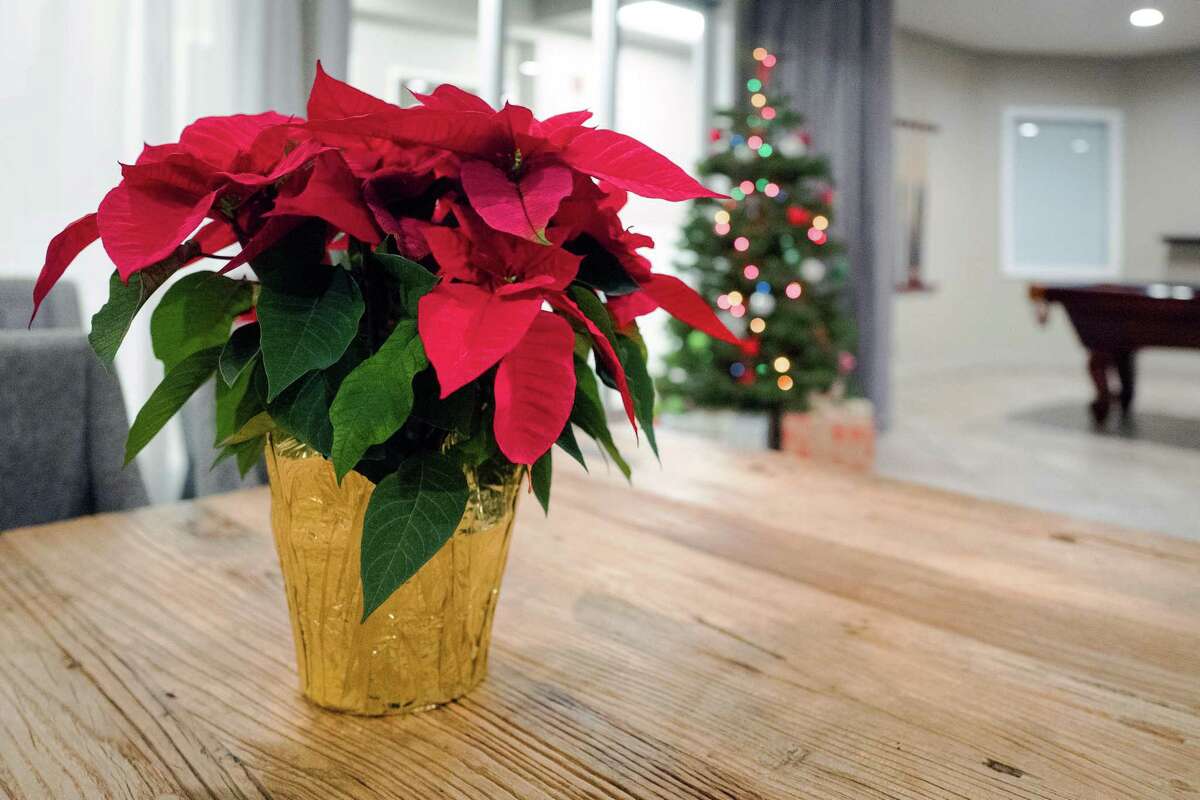 Your guide to the care and planting of common plants of the Christmas ...