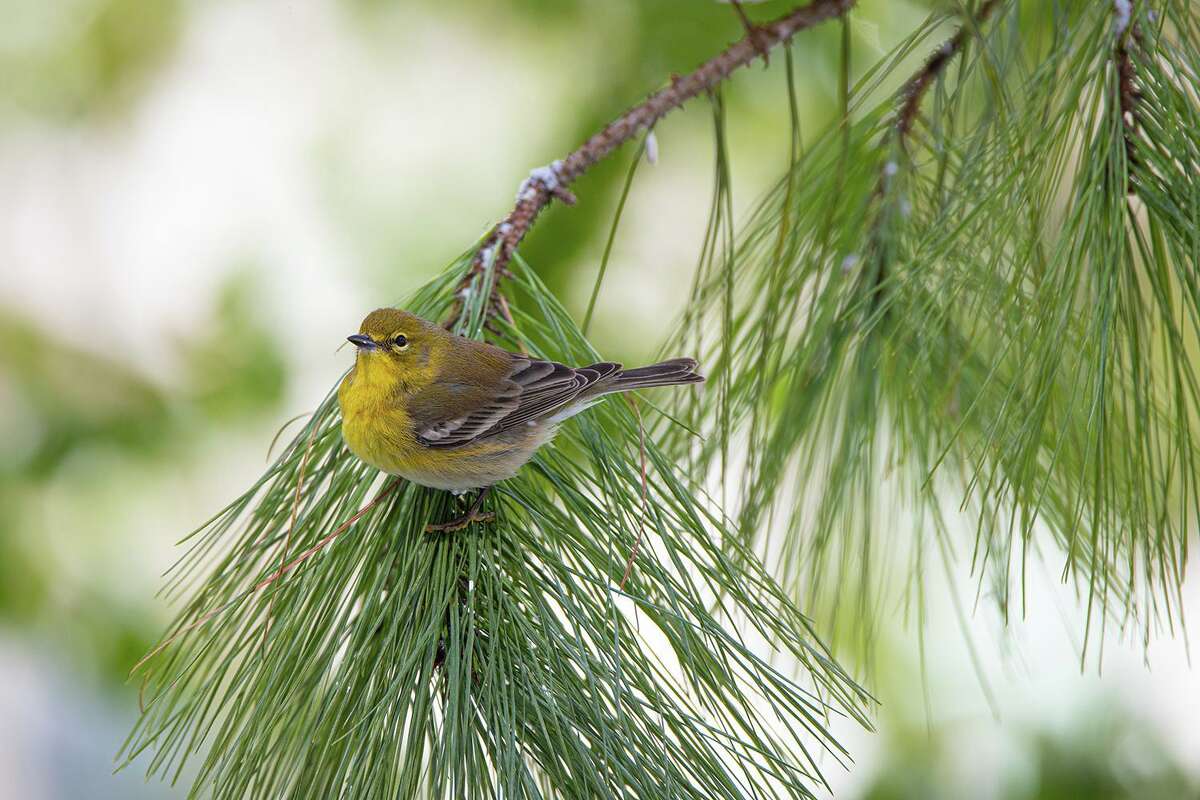 Look up in the treetops for the golden pine warbler in Houston