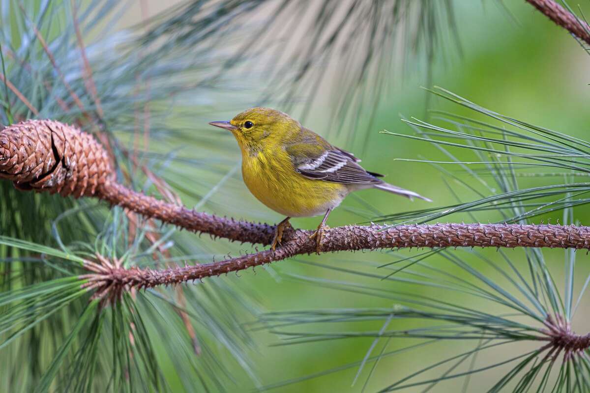 Look up in the treetops for the golden pine warbler in Houston