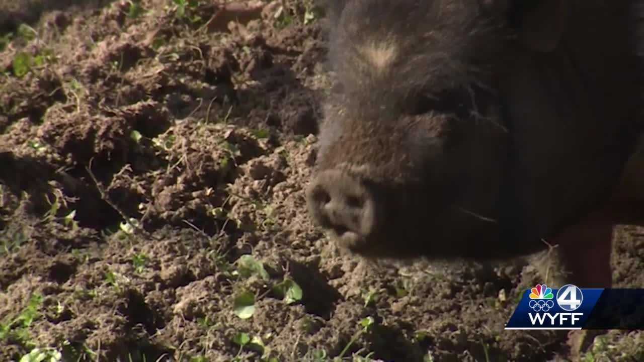 Wild hogs wreak havoc on South Carolina community
