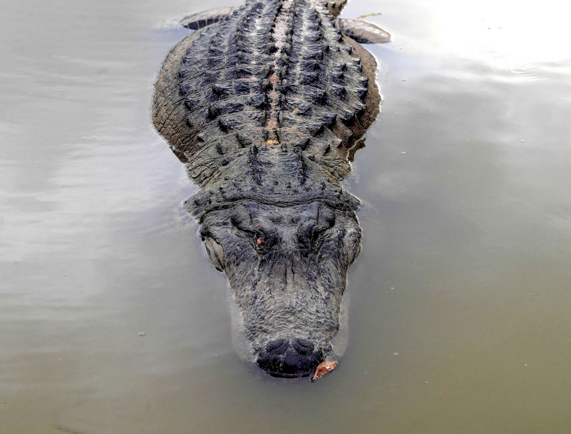 Gator Country alligators star in this Christmas tale