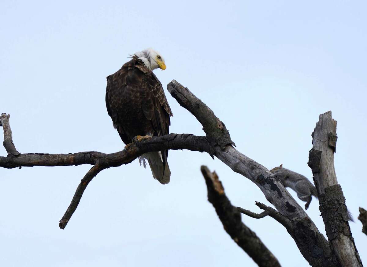 In Photos: Bald eagle spotted at Greenwich Point perched atop a tree ...