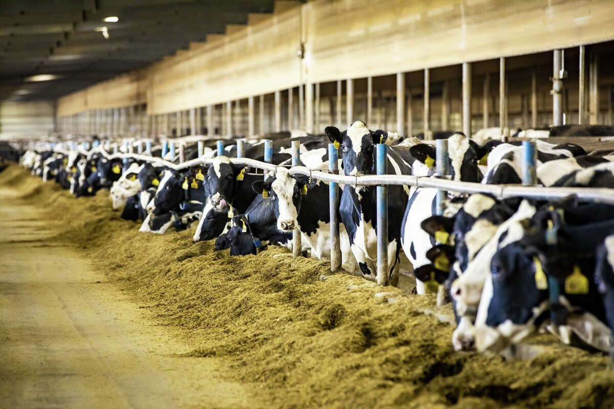 Renewable energy solution: cows