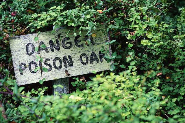 California's poison oak problem is bad in the wintertime. In 20 years ...