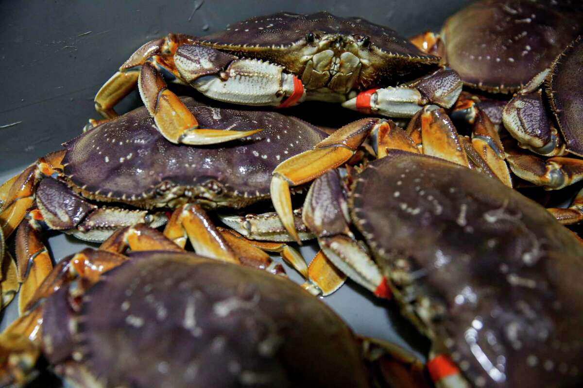 California opens up commercial Dungeness crab fishing in San Francisco ...