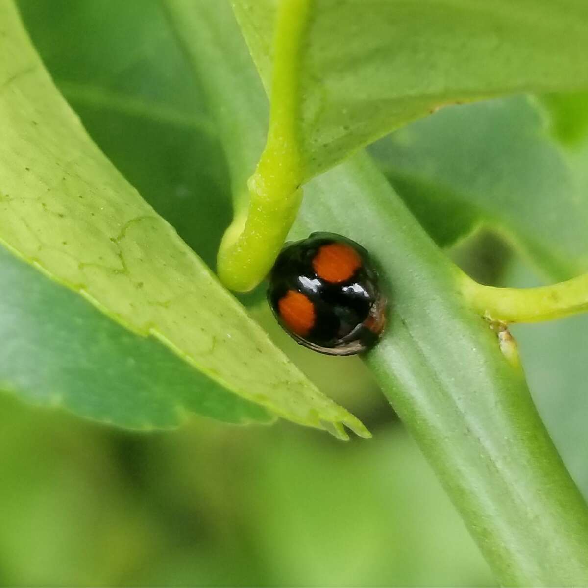 Texas A&M experts help gardeners identify pests, trees