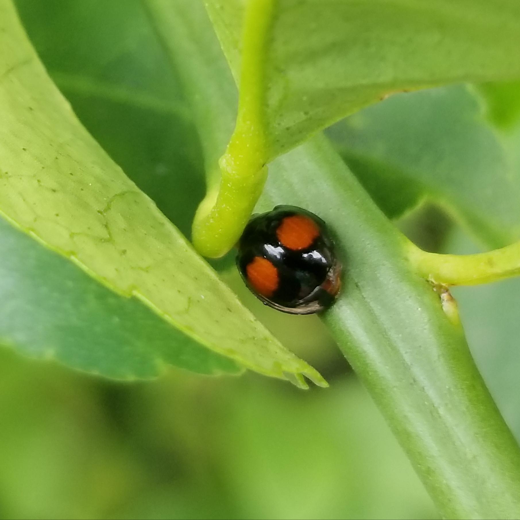 Texas A&M experts help gardeners identify pests, trees