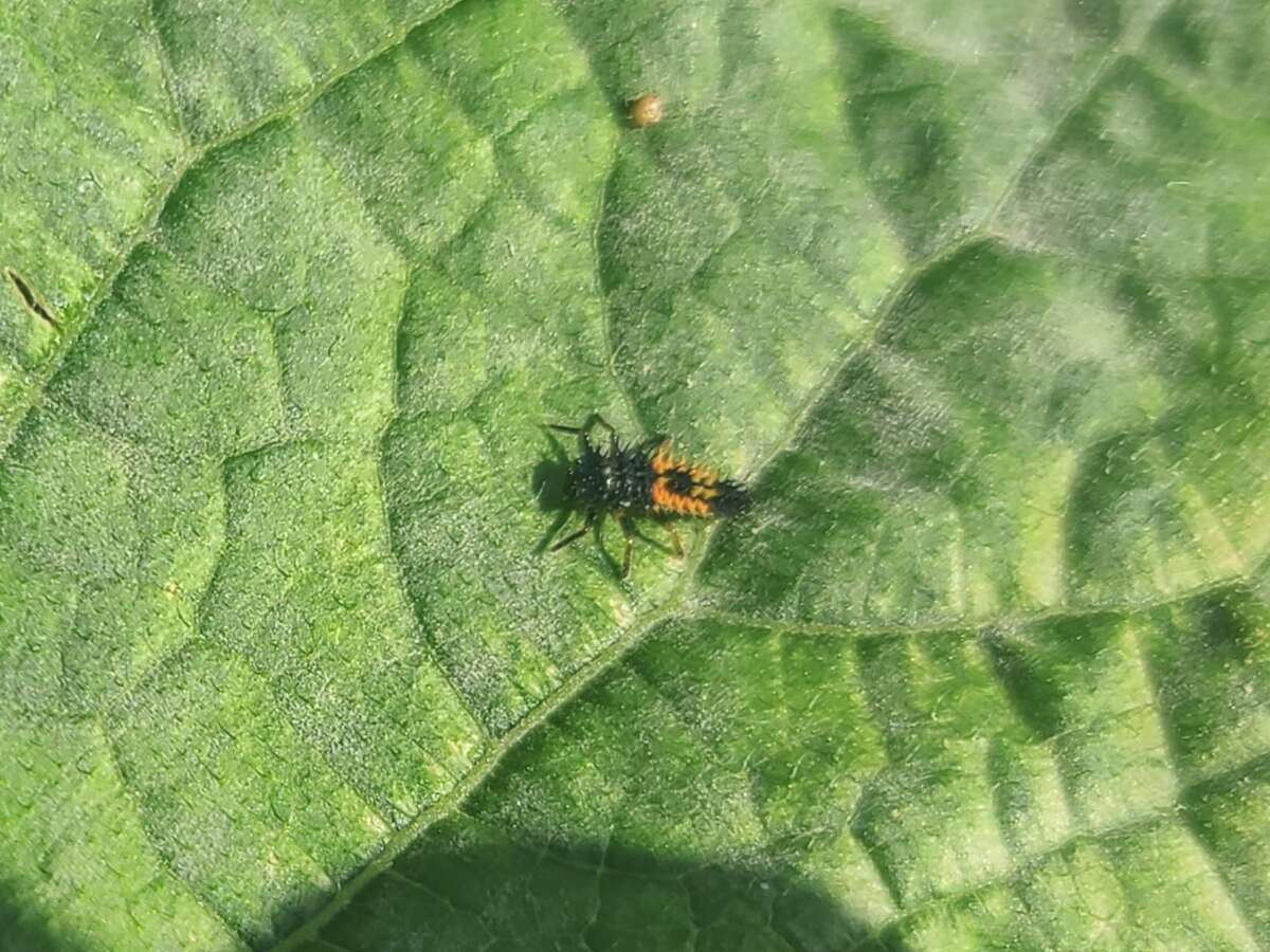 Texas A&M experts help gardeners identify pests, trees