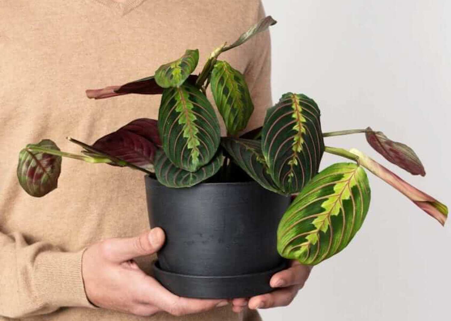 15 best plants anyone can keep alive